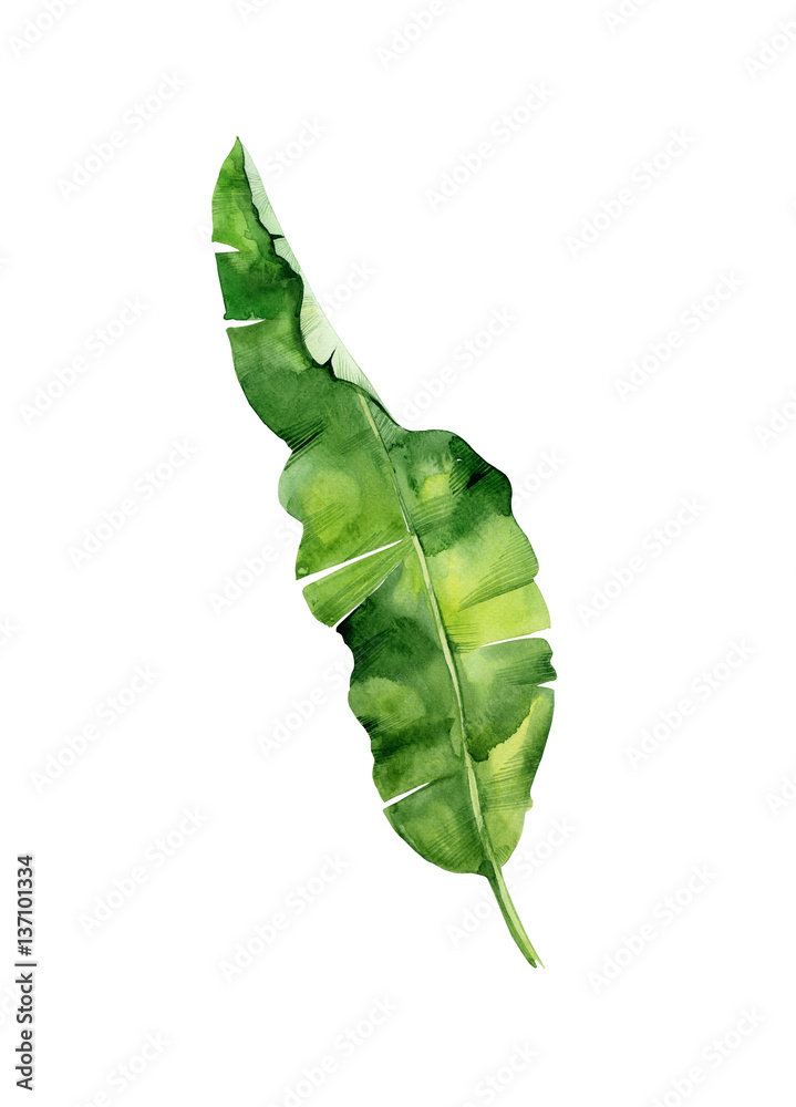 Watercolor illustration of tropical leaves, dense jungle. Tropic ...