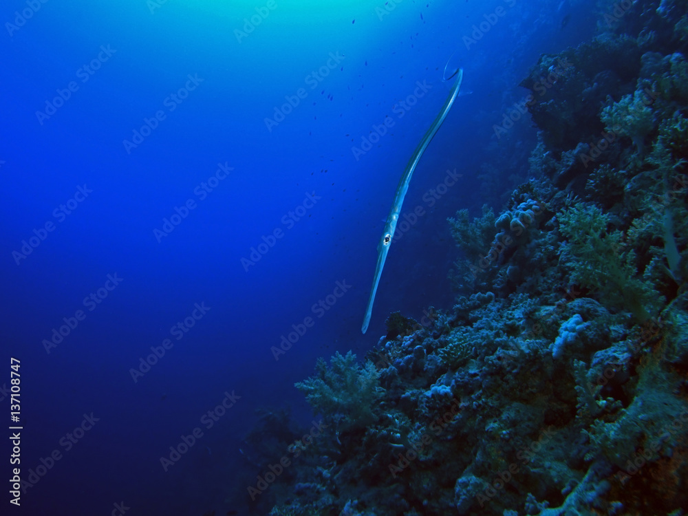Cornetfish / Incredible fish posed me close to Big Brother Island in ...