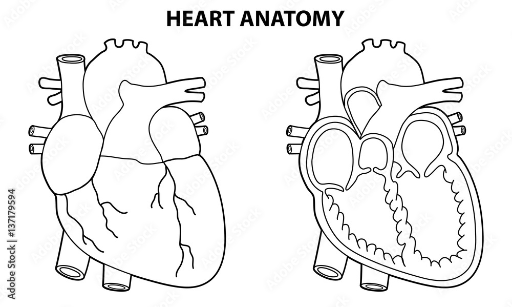 HEART ANATOMY OUTLINE ILLUSTRATION VECTOR Stock Vector | Adobe Stock