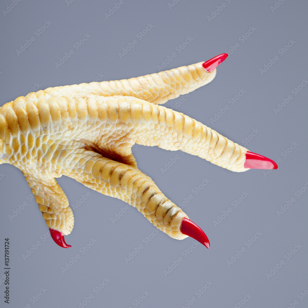 Foto de Stock Pata de pollo con uñas pintadas | Adobe Stock