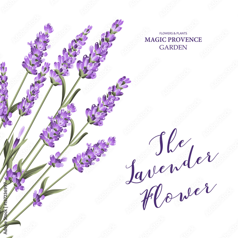The lavender elegant card with frame of flowers and text. Lavender ...