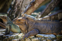 Baby Iguana Free Stock Photo - Public Domain Pictures