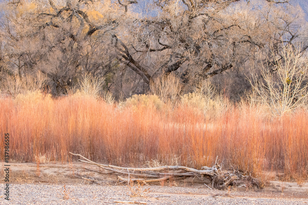 Cottonwood trees along Rio Grande in central New Mexico Stock Photo ...