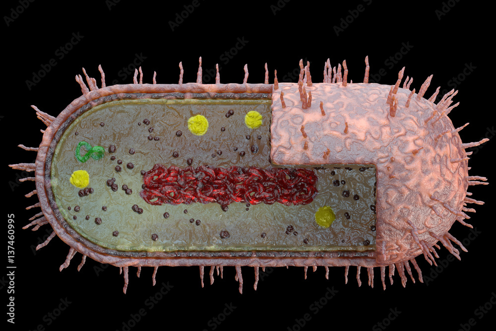 3d render bacteria or microbe in cross section. Microorganism ...