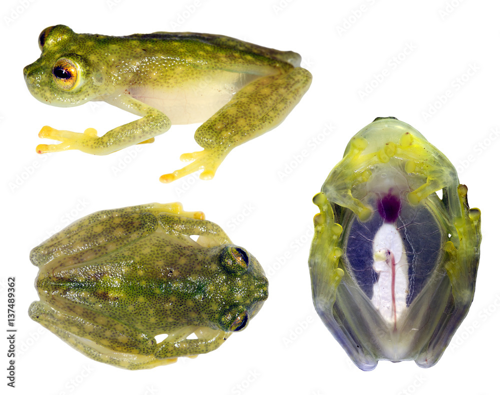 Glass Frog (Hyalinobatrachium sp.) in 3 poses, from Ecuador. Glass ...