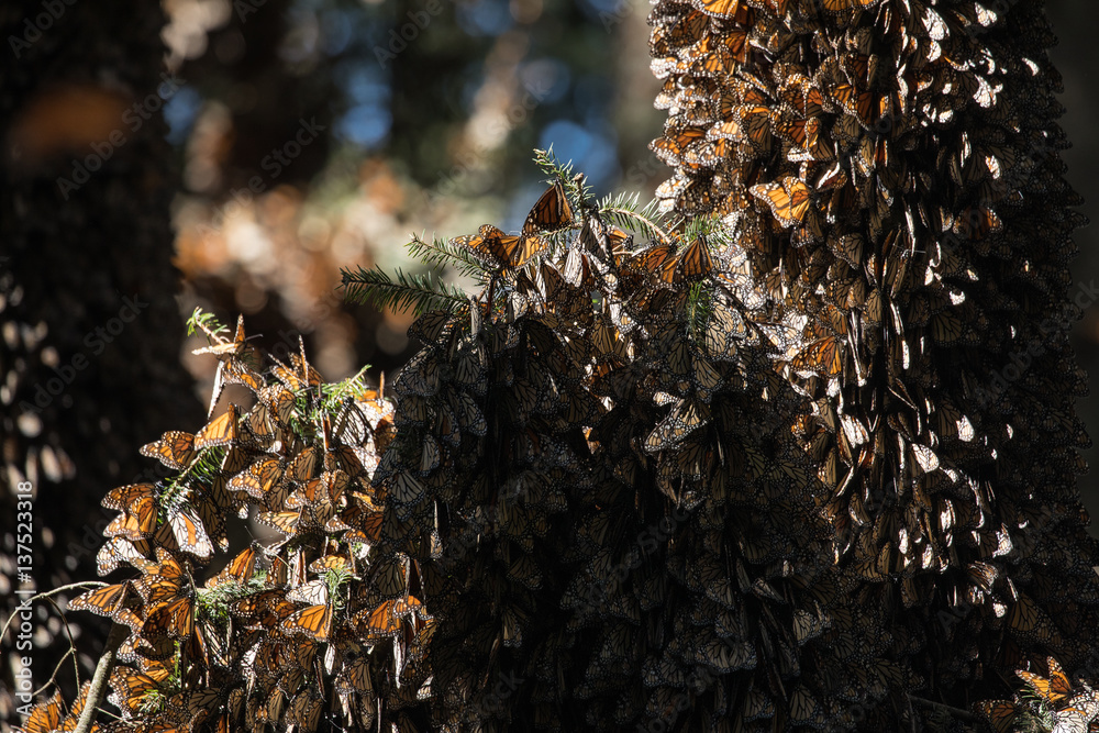 Monarch Butterflies in Oyamel Fir Tree Stock Photo | Adobe Stock
