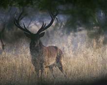 Scandinavian Deer Free Stock Photo - Public Domain Pictures