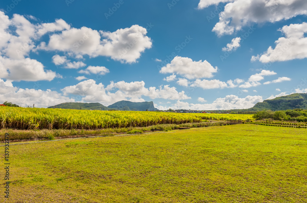 Sugar cane plantation in Mauritius Stock Photo | Adobe Stock