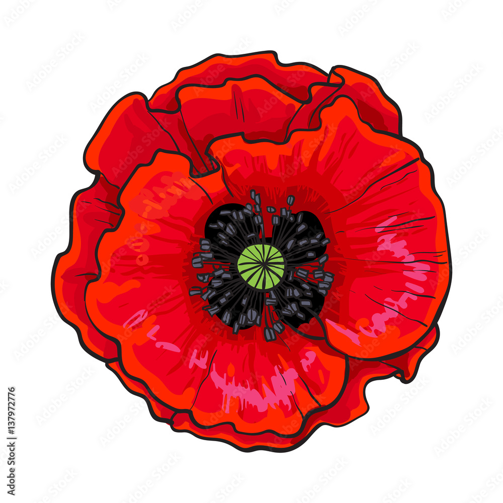 Open chamomile blossom, top view, sketch style vector illustration ...