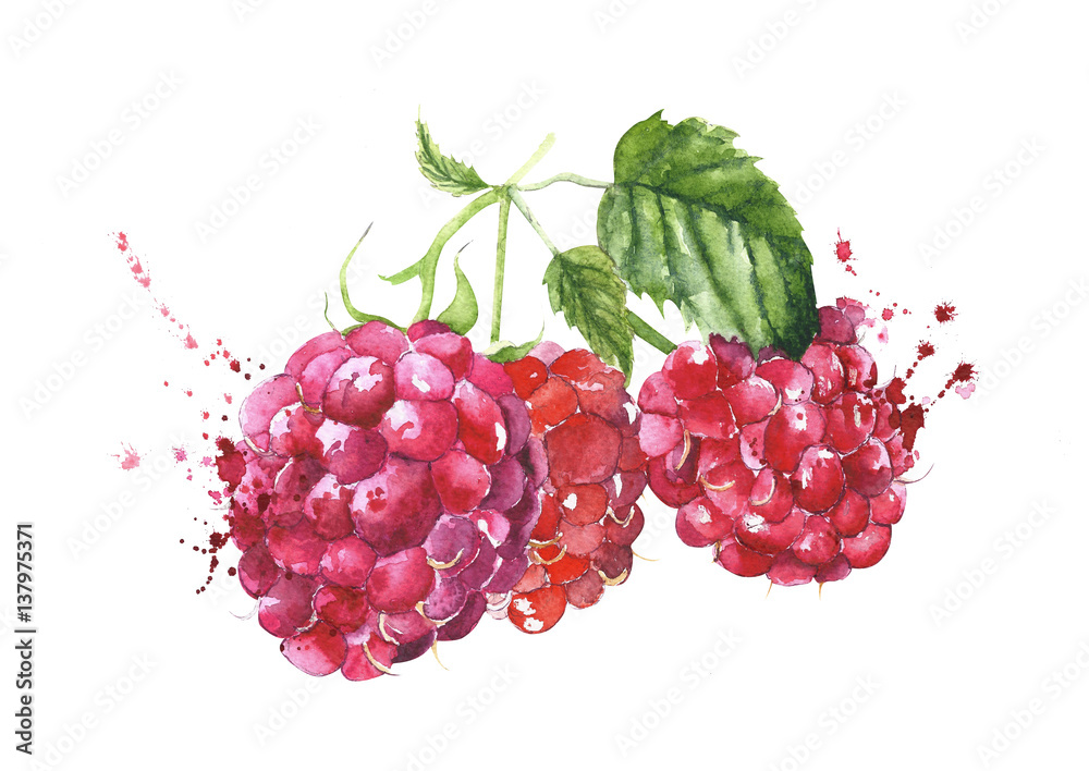 Raspberries watercolor painting isolated on white background Stock ...
