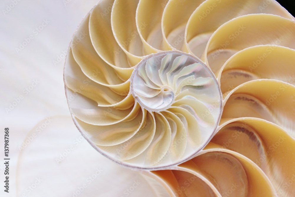 shell pearl spiral nautilus Fibonacci sequence symmetry cross section ...