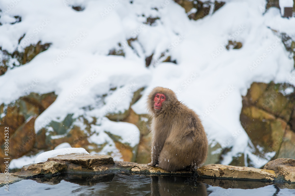 Japanese Snow monkey Macaque in hot spring Onsen Jigokudan Park, Nakano ...