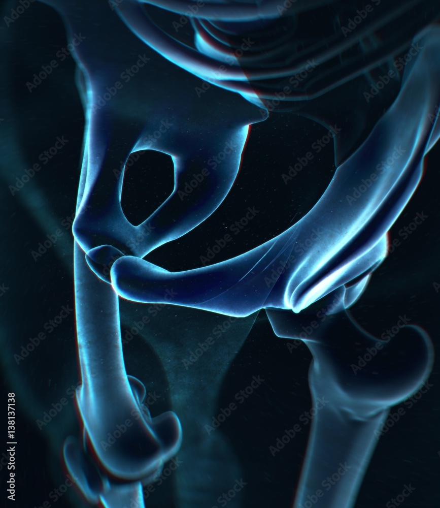 Ilium bone, hip bone or pelvis. Human anatomy, bone skeletal strucure ...