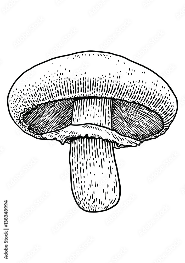 Champignon mushroom illustration, drawing, engraving, vector, line ...