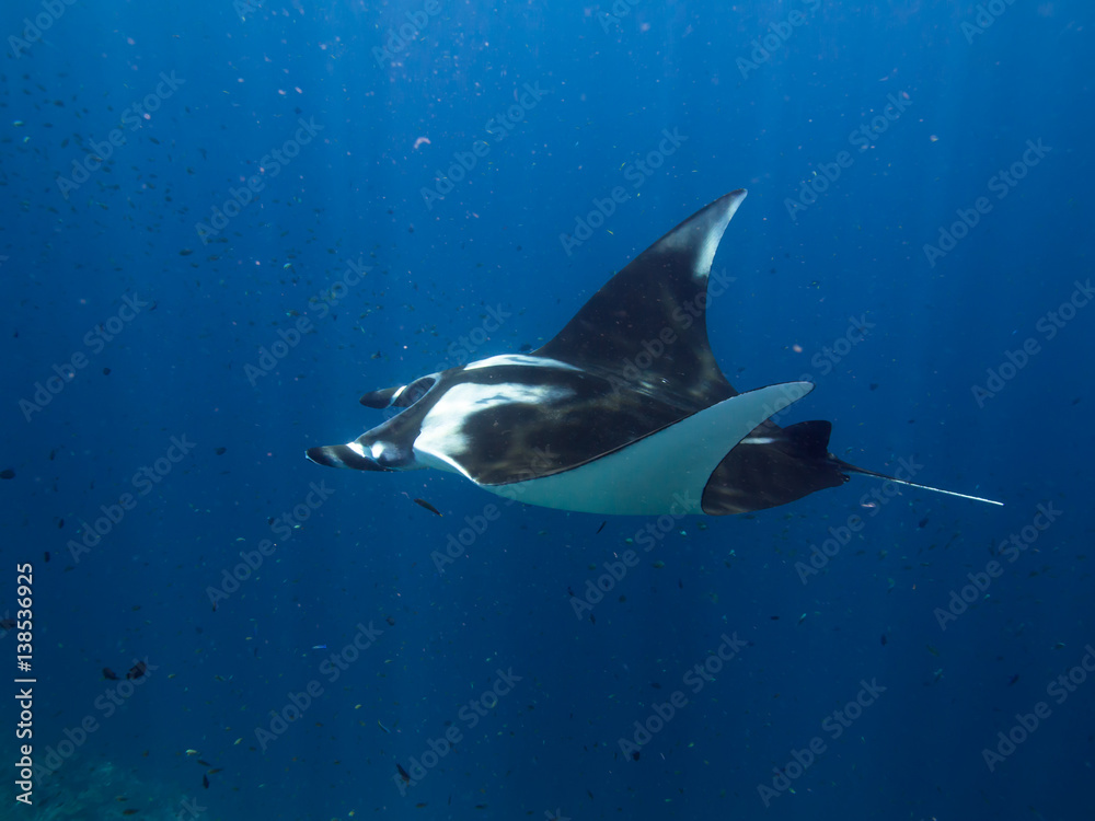 Giant Manta ray swimming with its cephalic lobes rolled up and sun rays ...