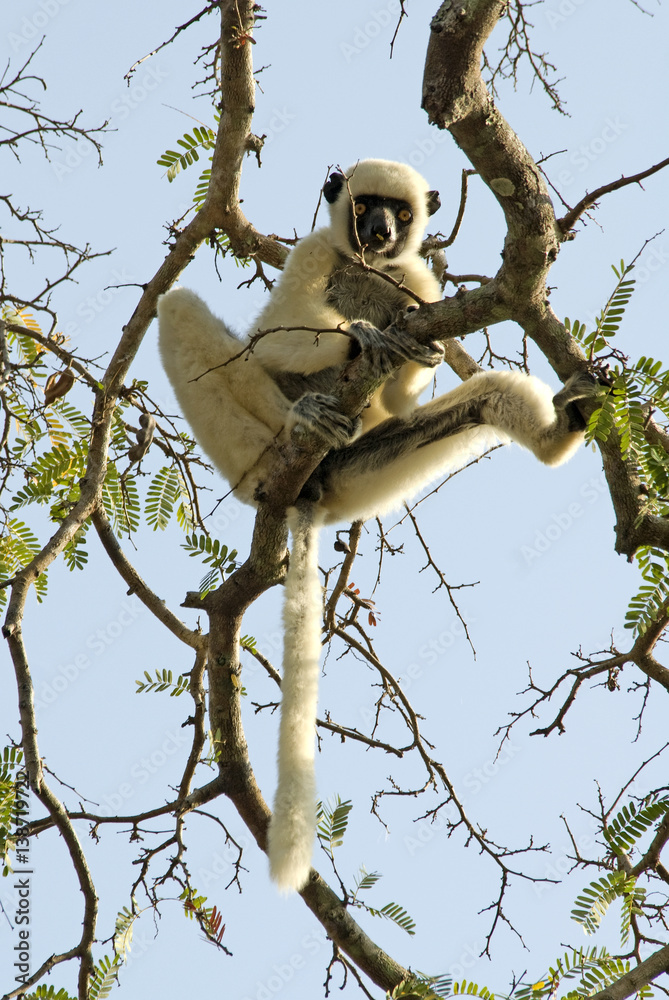 Propithèque de Coquerel, Sifaka de Coquerel, Lémurien, Propithecus ...