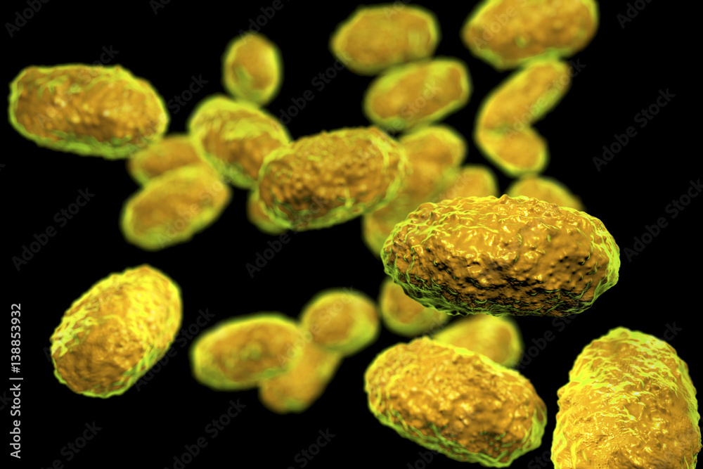 Bacteria Bordetella pertussis isolated on black background, 3D ...
