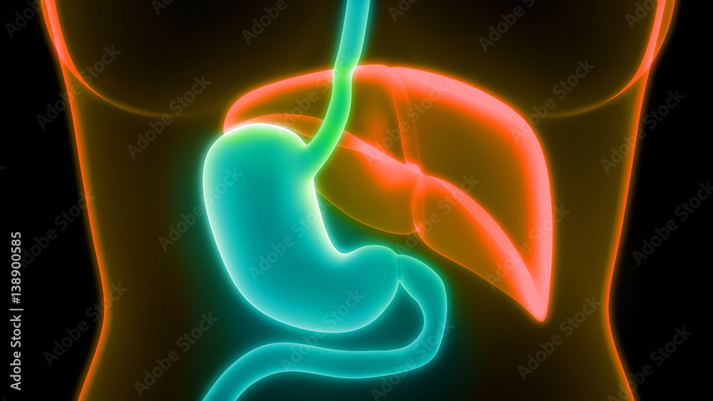 Human Digestive System (Stomach Anatomy) Posterior view Stock ...