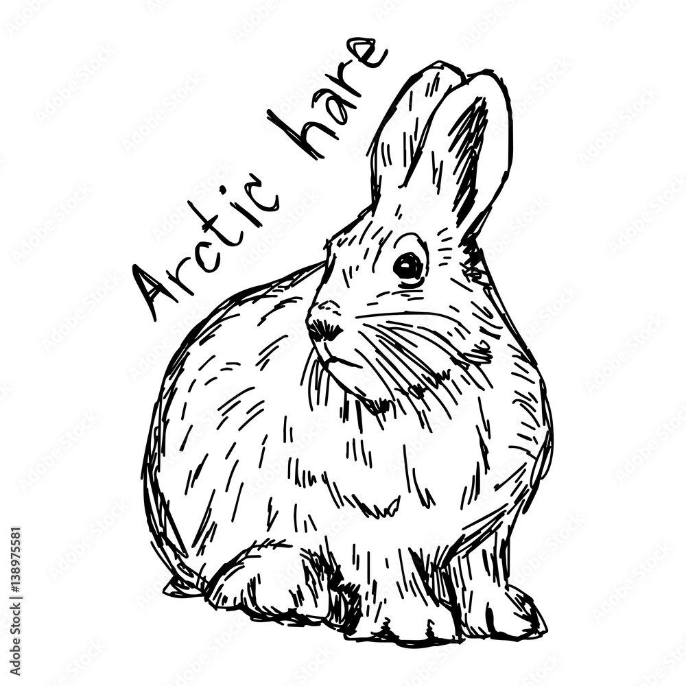 arctic hare - vector illustration sketch hand drawn with black lines ...