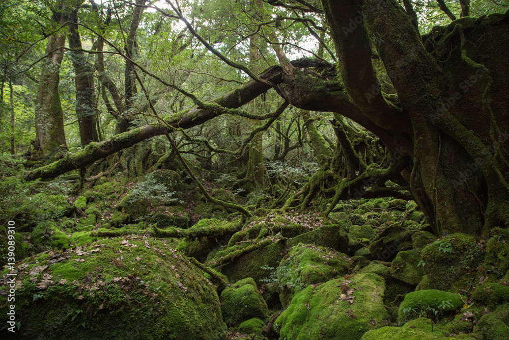 'Mononokenomori', Moss forest in Shiratani Unsuikyo, Yakushima Island ...