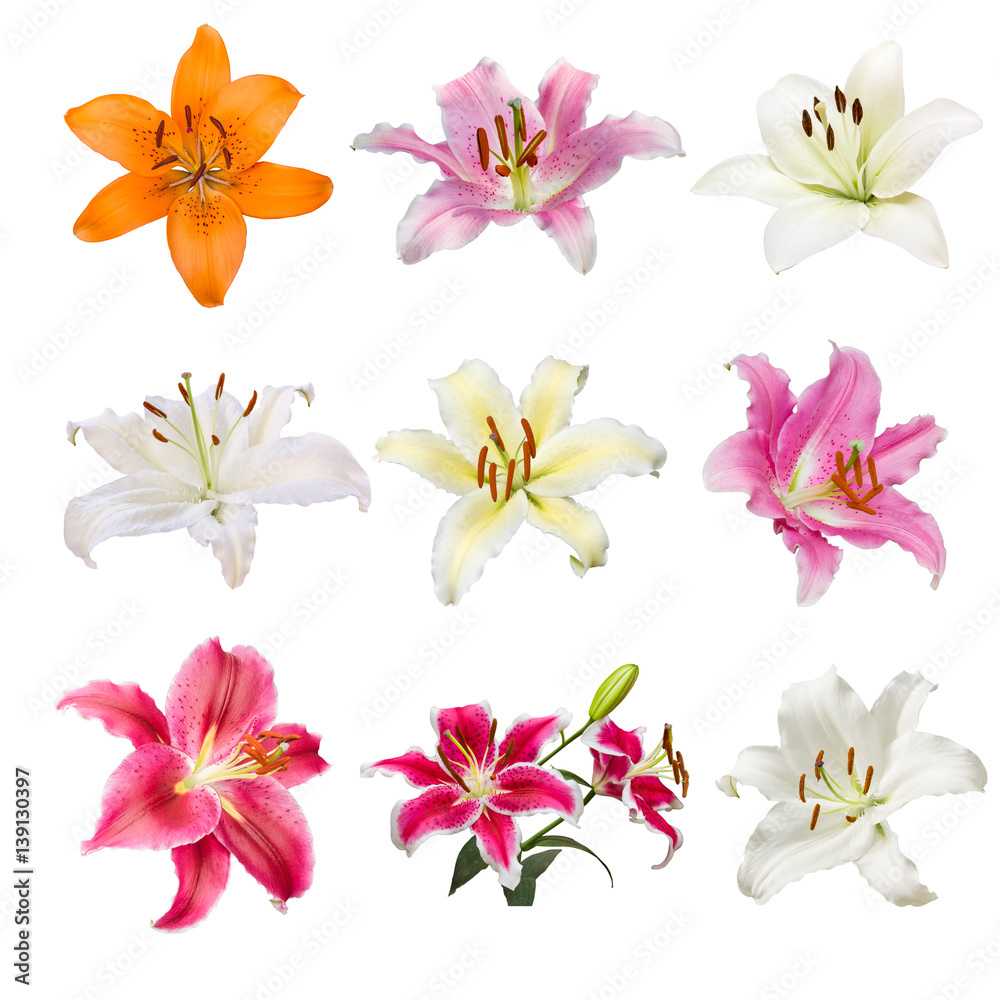 collection of various color Lily flowers contain yellow, white, pink ...