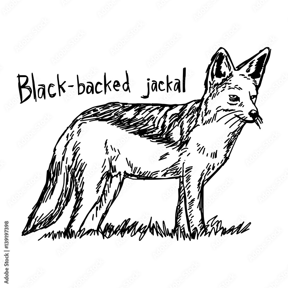 Black-backed jackal - vector illustration sketch hand drawn with black ...