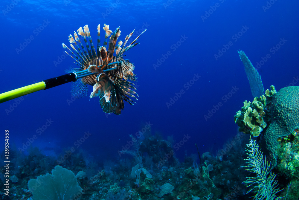 Foto de Stock This invasive red lionfish has been captured by a scuba ...