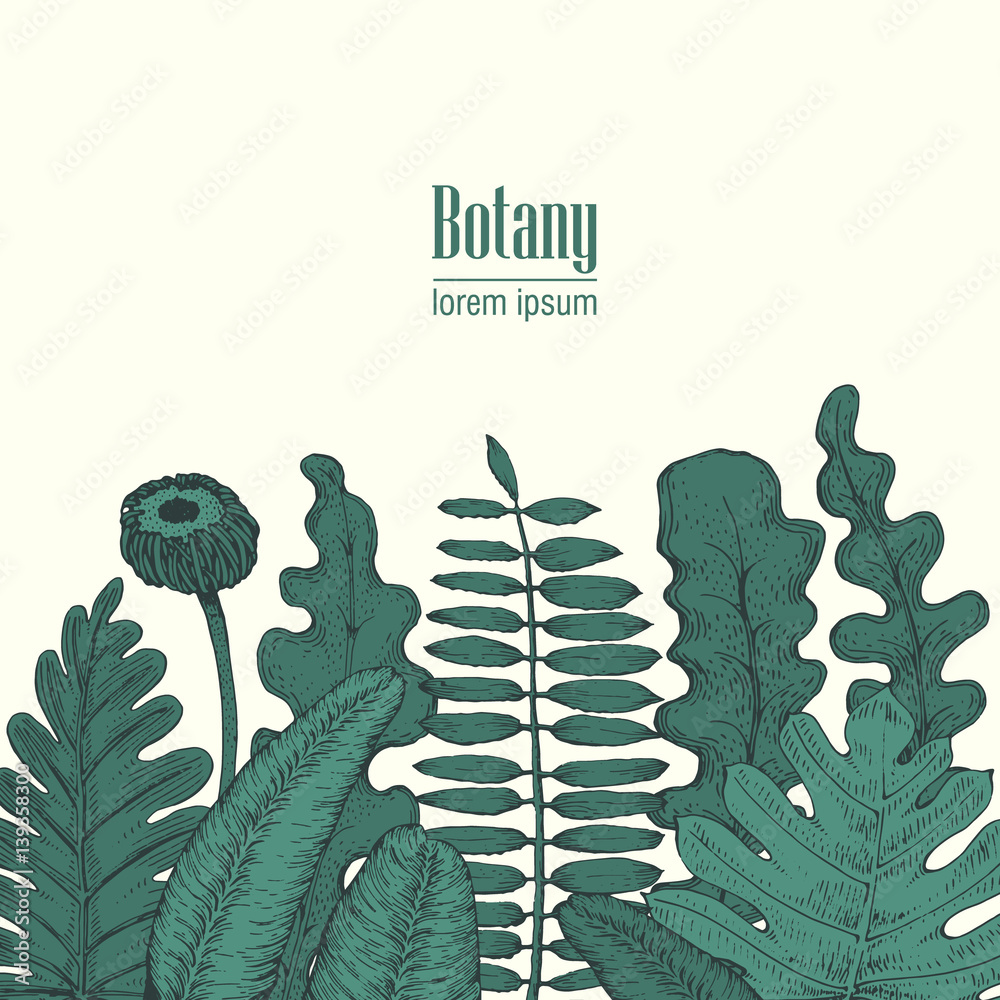 Hand drawn vector botany illustration. Vintage background. Stock Vector ...