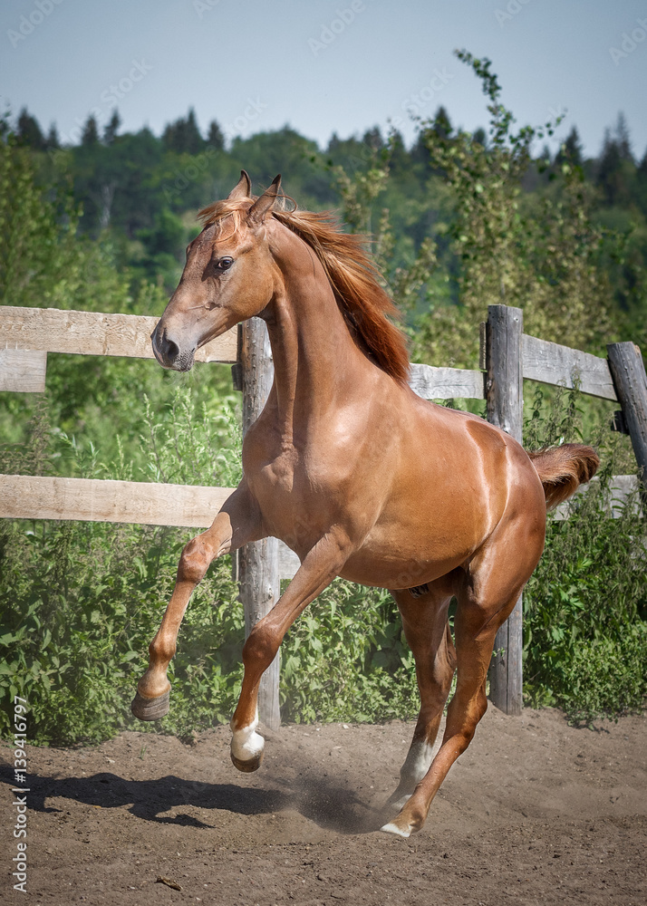 Rearing red horse in the paddock Stock Photo | Adobe Stock