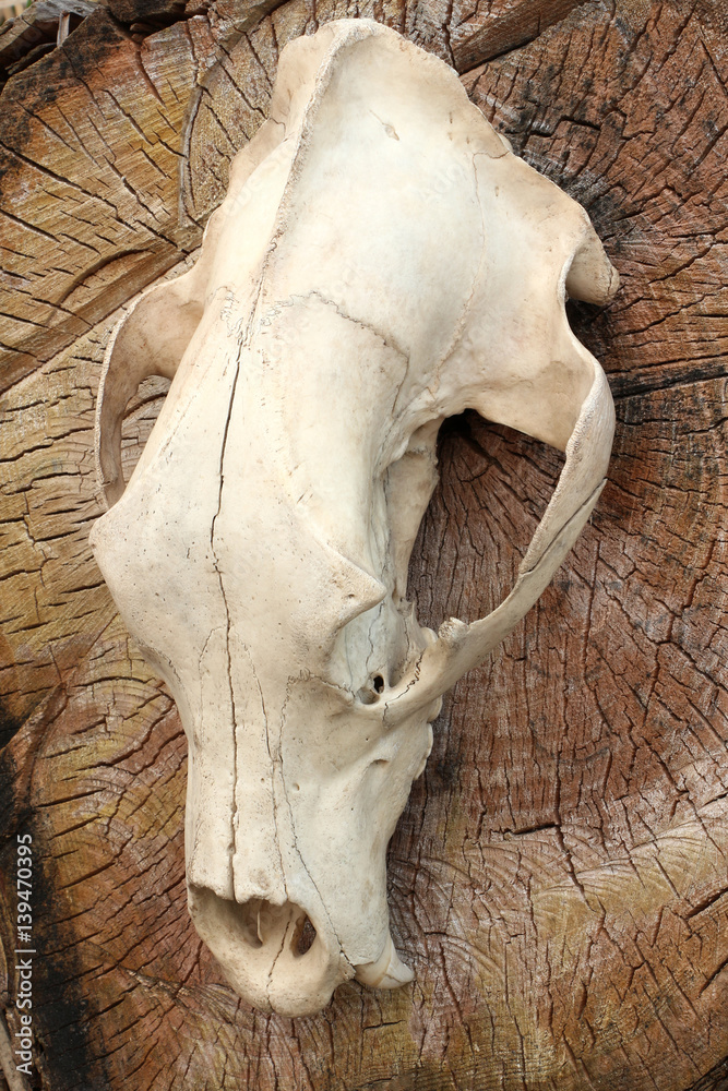 Dead spooky bear Ursus arctos skull hanging on a colorful naturally ...