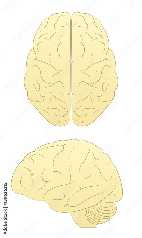 Brain. Line Art Vector of Brain form two angles Stock Vector | Adobe Stock