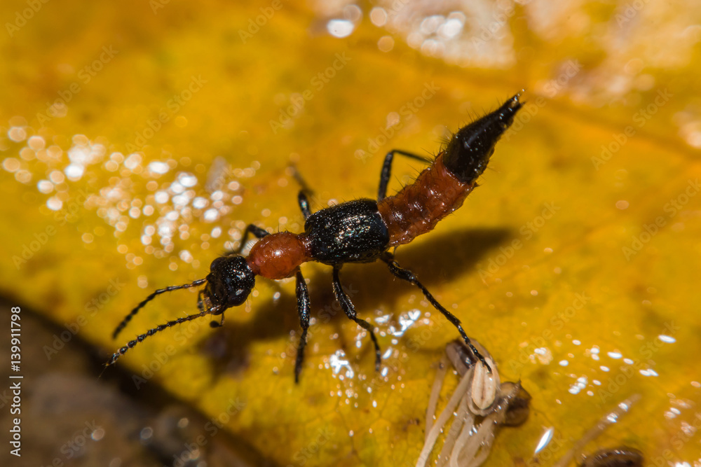 Insect Paederus riparius. Pederus-dermatitis - Allergic reaction to the ...