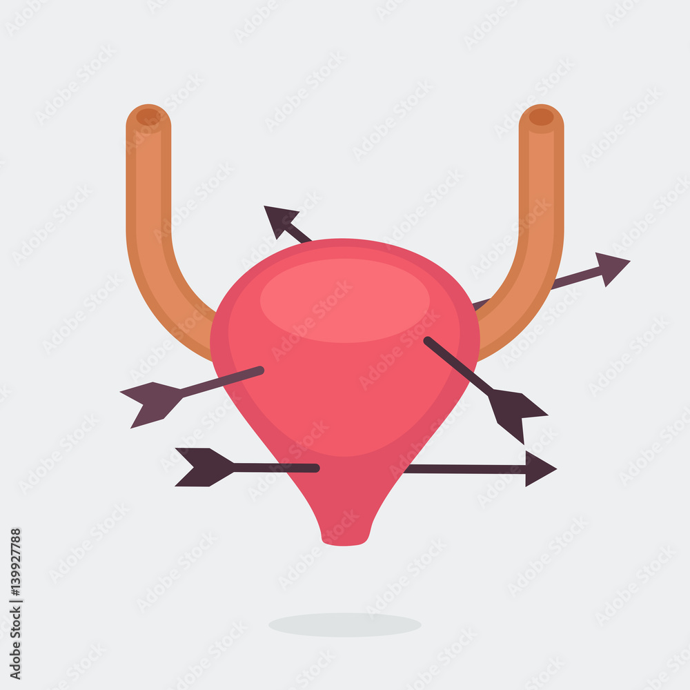 Bladder vector illustration Stock Vector | Adobe Stock