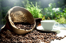 Costa Rican Coffee Maker Free Stock Photo - Public Domain Pictures