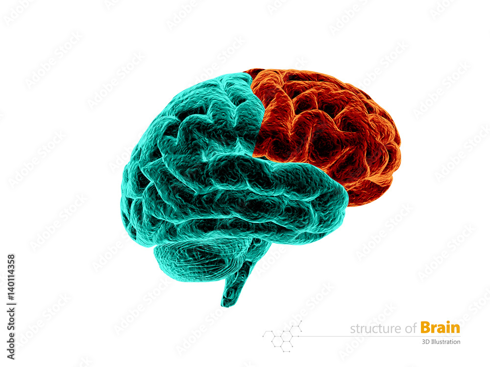 Human brain, frontal lobe anatomy structure. Human brain anatomy 3d ...