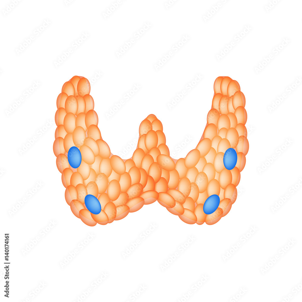 Anatomical structure of the thyroid and parathyroid gland. Infographics ...