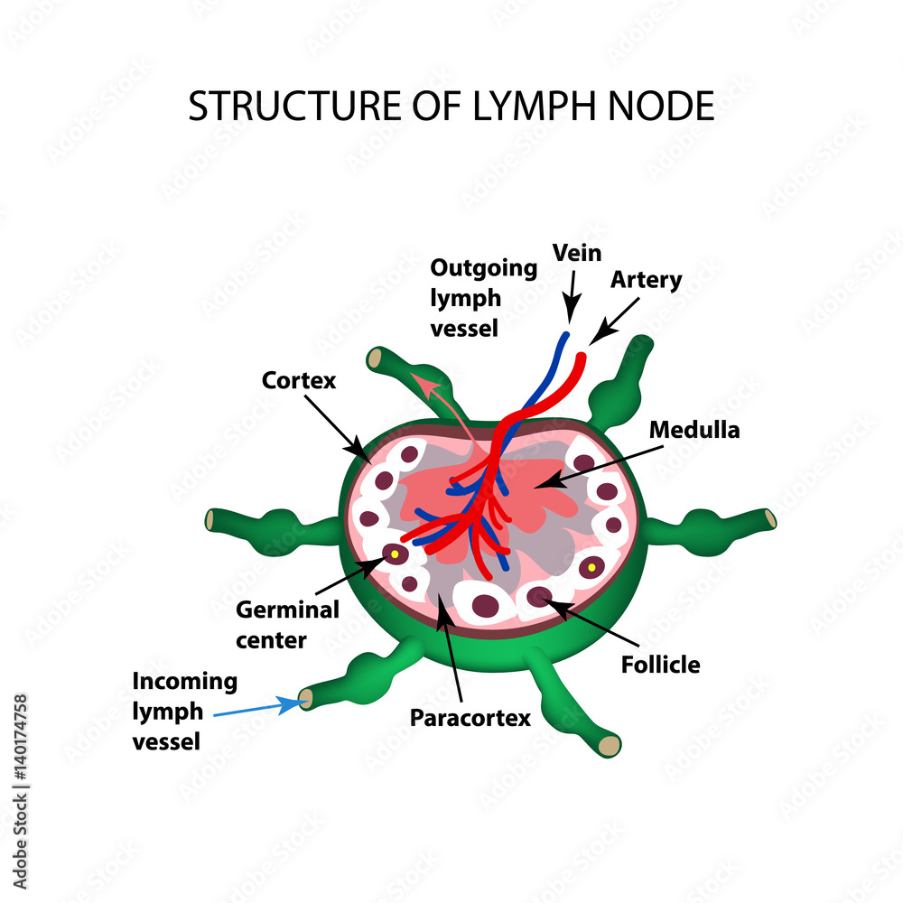The anatomical structure of the lymph node. Infographics. Vector ...