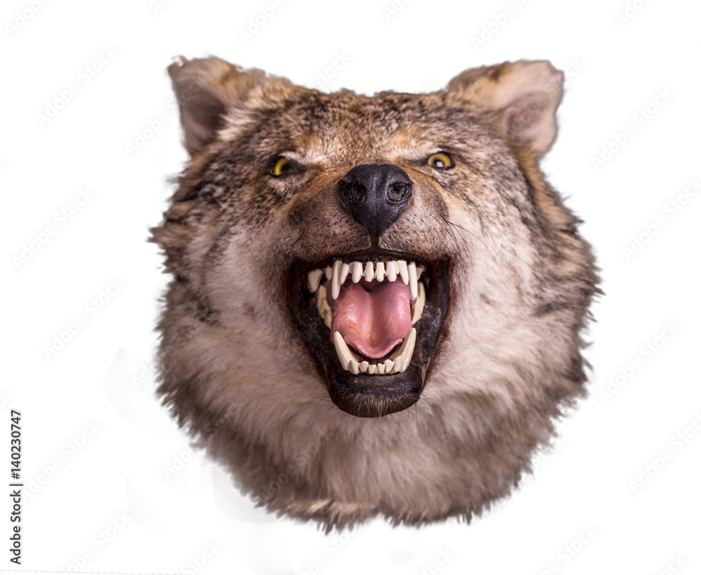 Wolf head with angry face on white background Stock Illustration ...