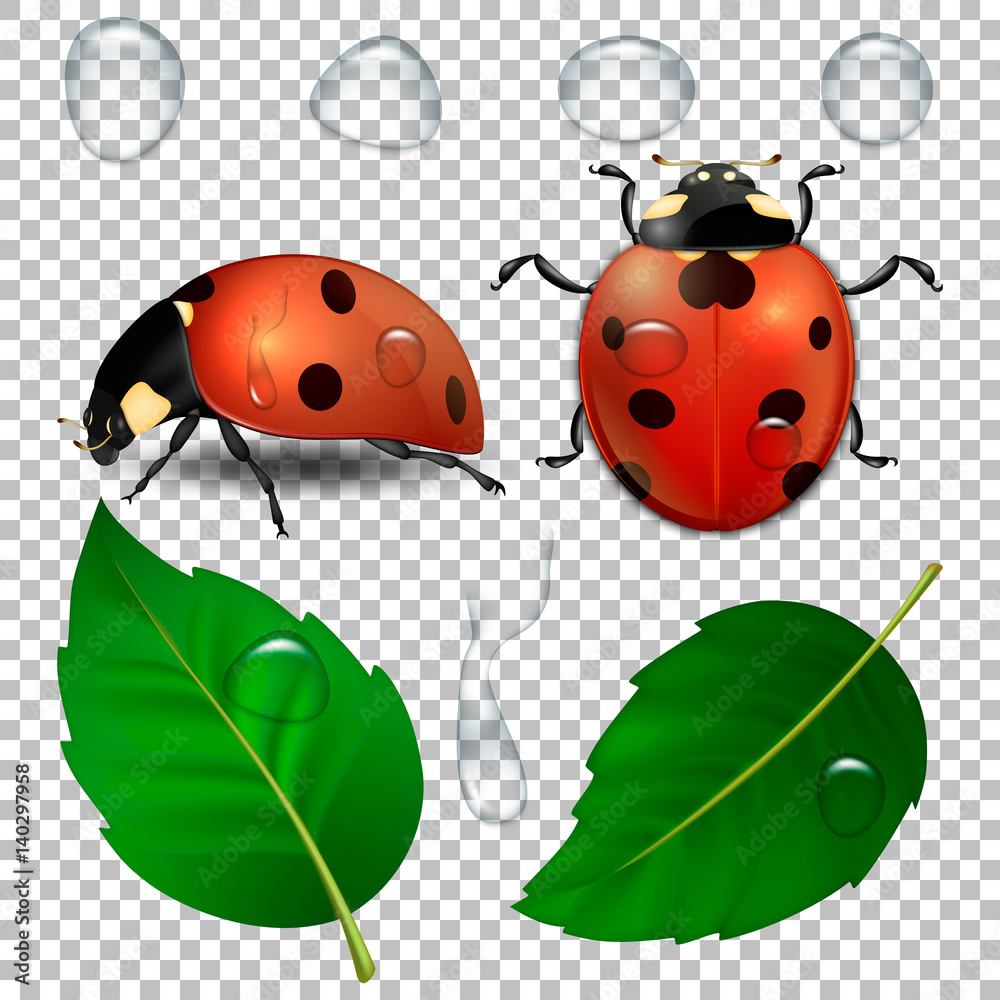 Vector close-up realistic ladybugs, water drops and leaves isolated ...