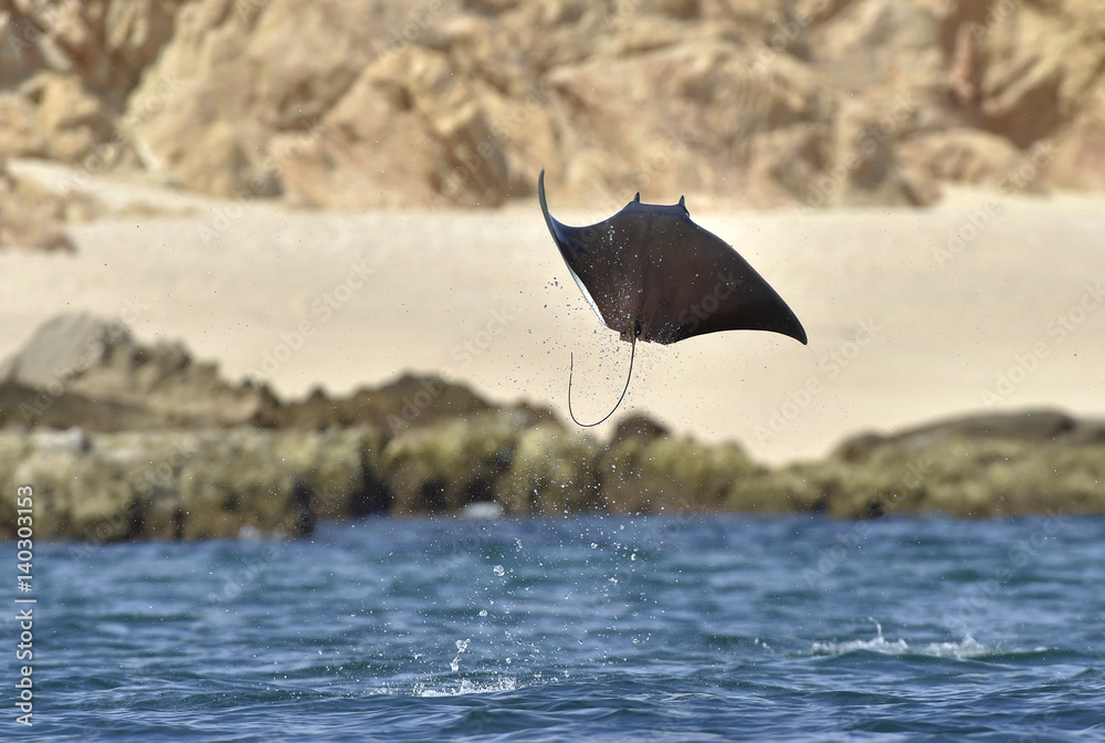 Mobula ray jumping out of the water. Mobula munkiana, known as the ...