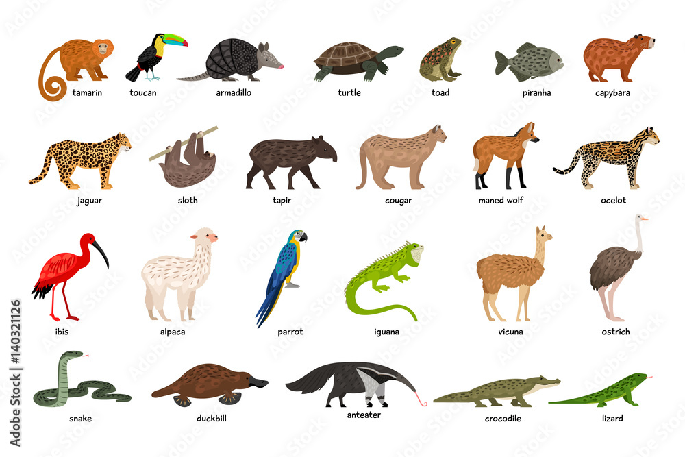 South American Wildlife