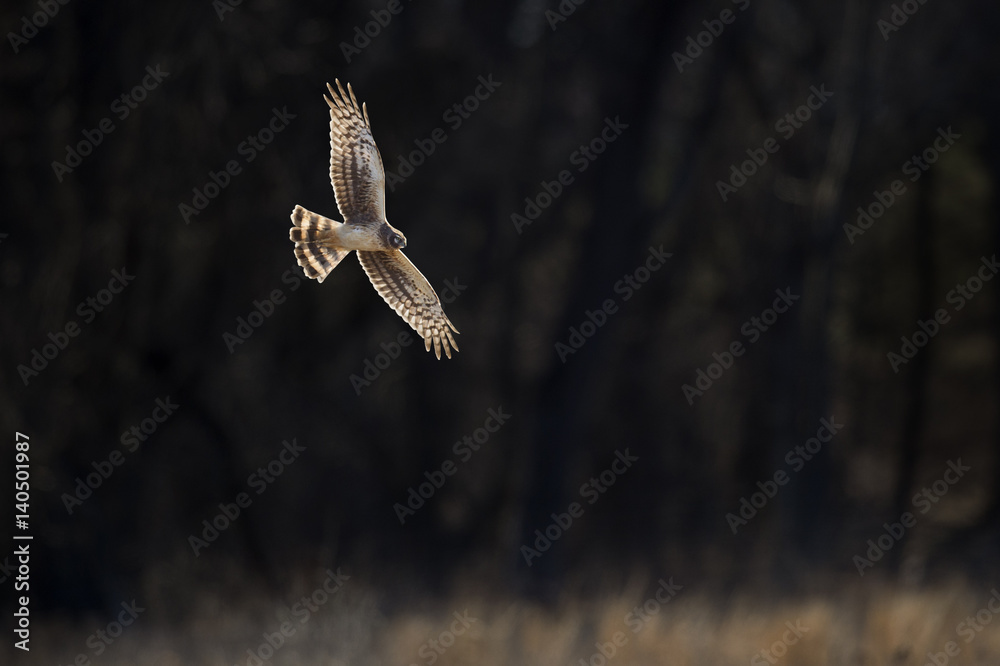 A Northern Harrier flies with its wings and tail spread in front of a ...