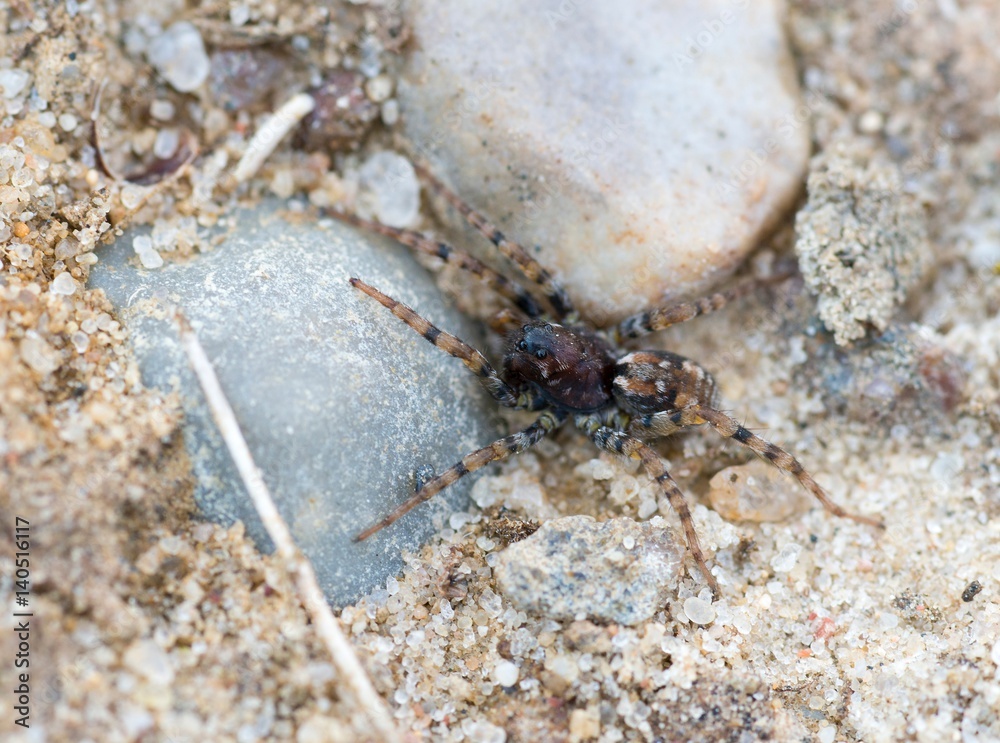 Wolfspinne (Arctosa perita) sitzt zwischen Steinen auf Sandboden ...
