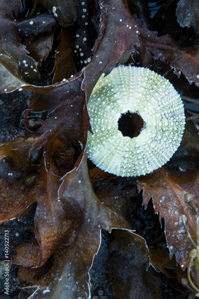 Still life with skeleton of sea–hedgehog, shells and frozen water weeds ...