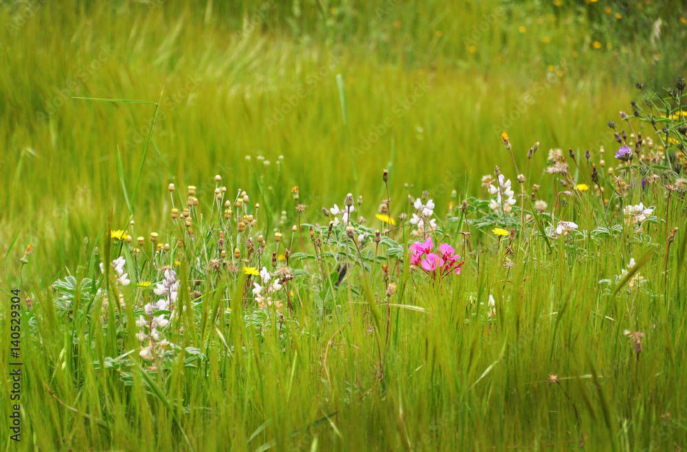 Wildflowers and green grass during the spring -summer on Andros island ...