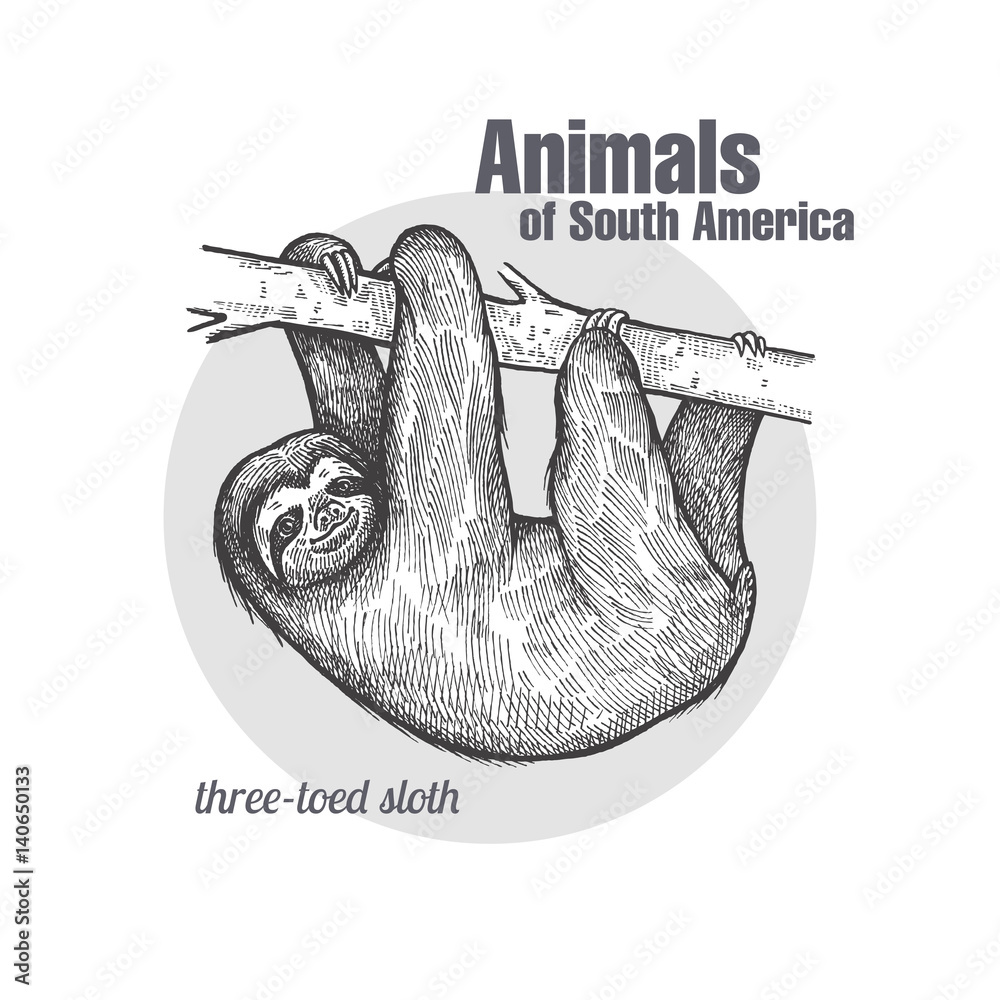 Vector de Stock Animals of South America Sloth. | Adobe Stock