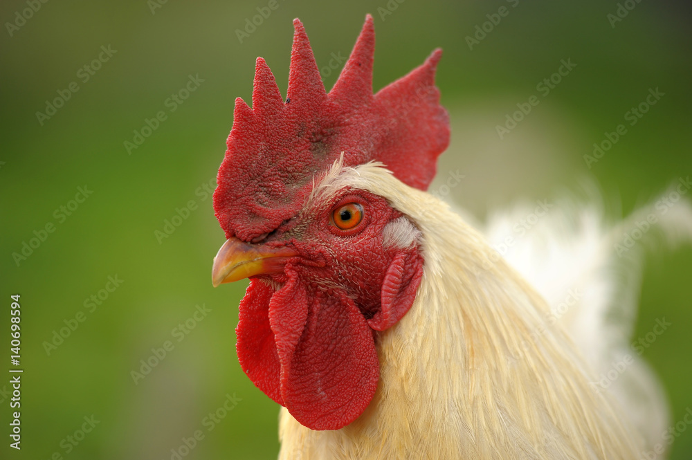 Foto de Stock majestic cock | Adobe Stock
