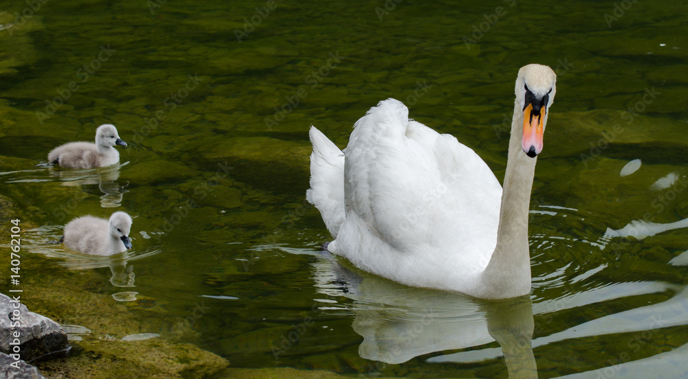 Swans family with cygnets at hallstaettersee lake. Hallstatt ...