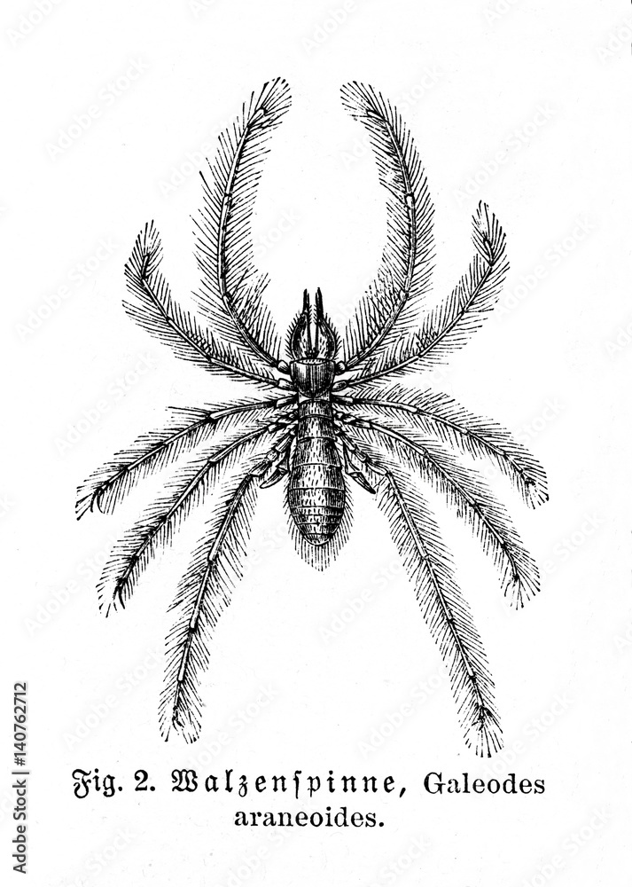 Sun spider species Galeodes araneoides (from Meyers Lexikon, 1895, 7/ ...