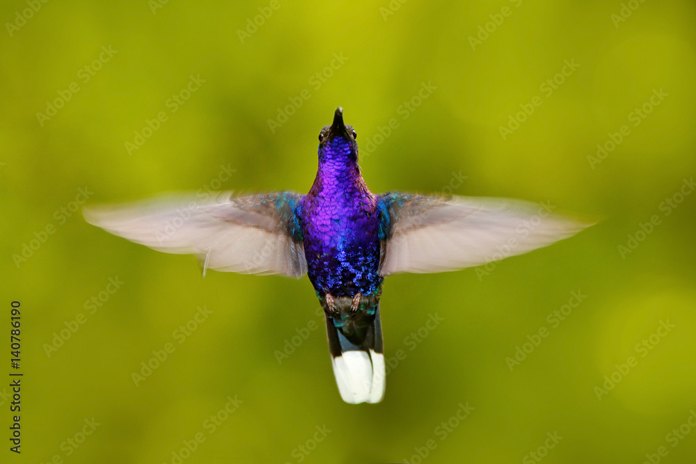 Bird in fly. Flying hummingbird. Action wildlife scene from nature ...